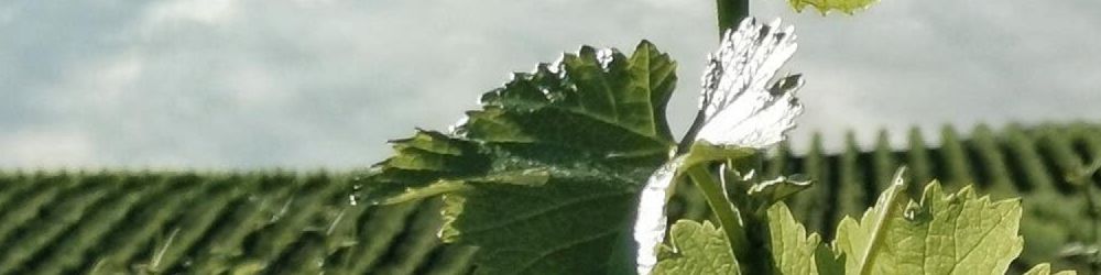 Buy Dog Point Vineyard Wine - Just in Cases