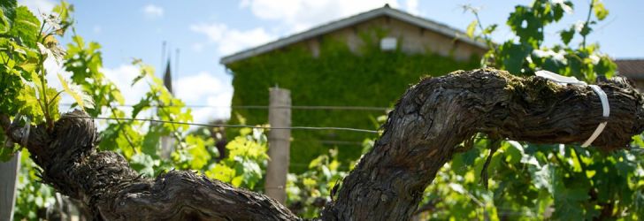 Buy Chateau Patache d'Aux Wine - Just in Cases