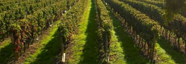 Buy Chateau Le Pey Wine - Just in Cases